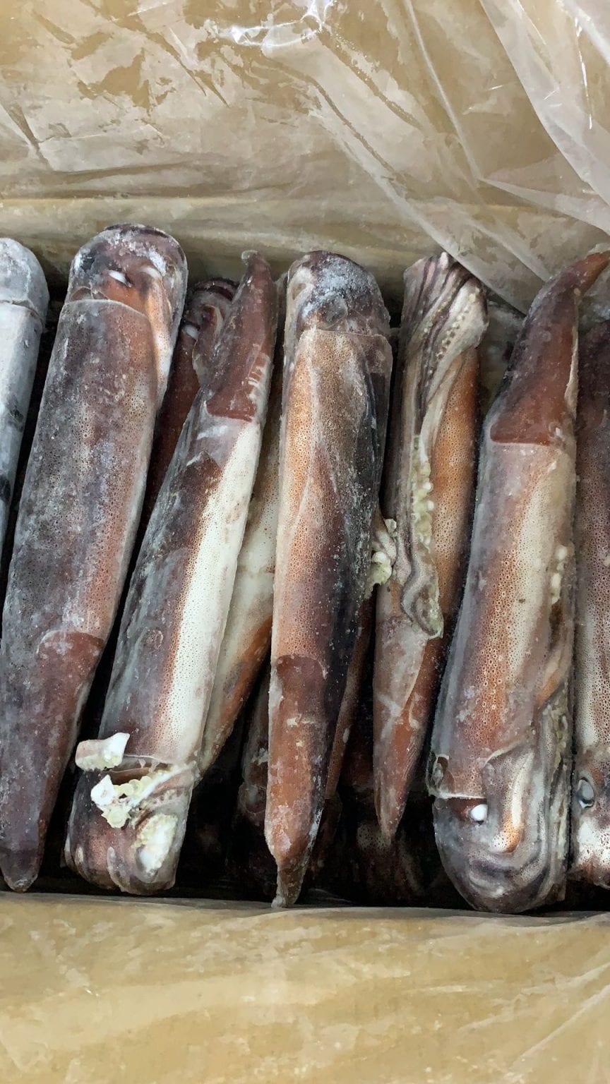 Surume Ika 日本带头整只鱿鱼 – Kazy Japanese